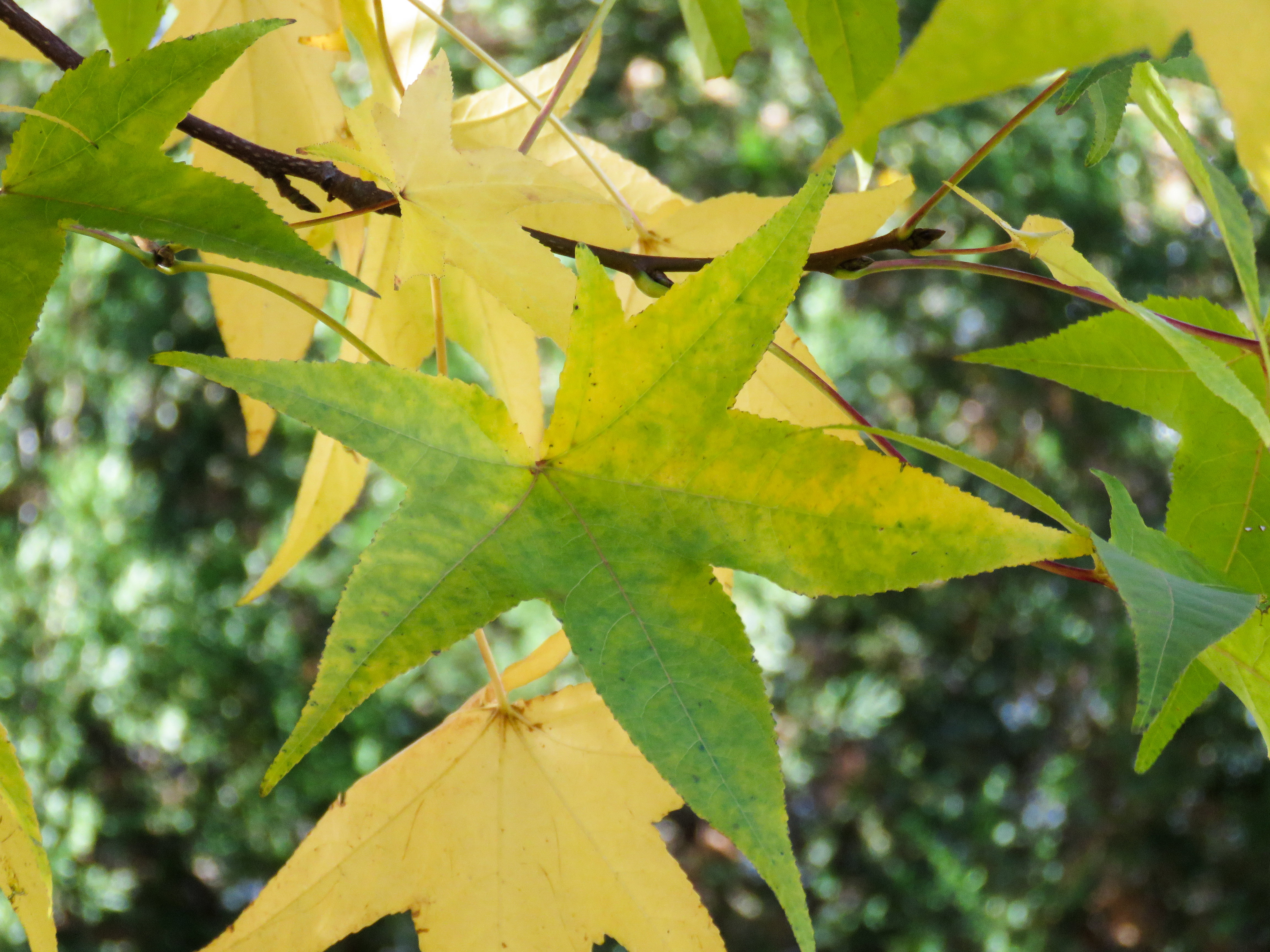 Fall Leaves - Free Stock Photo | FOCA Stock