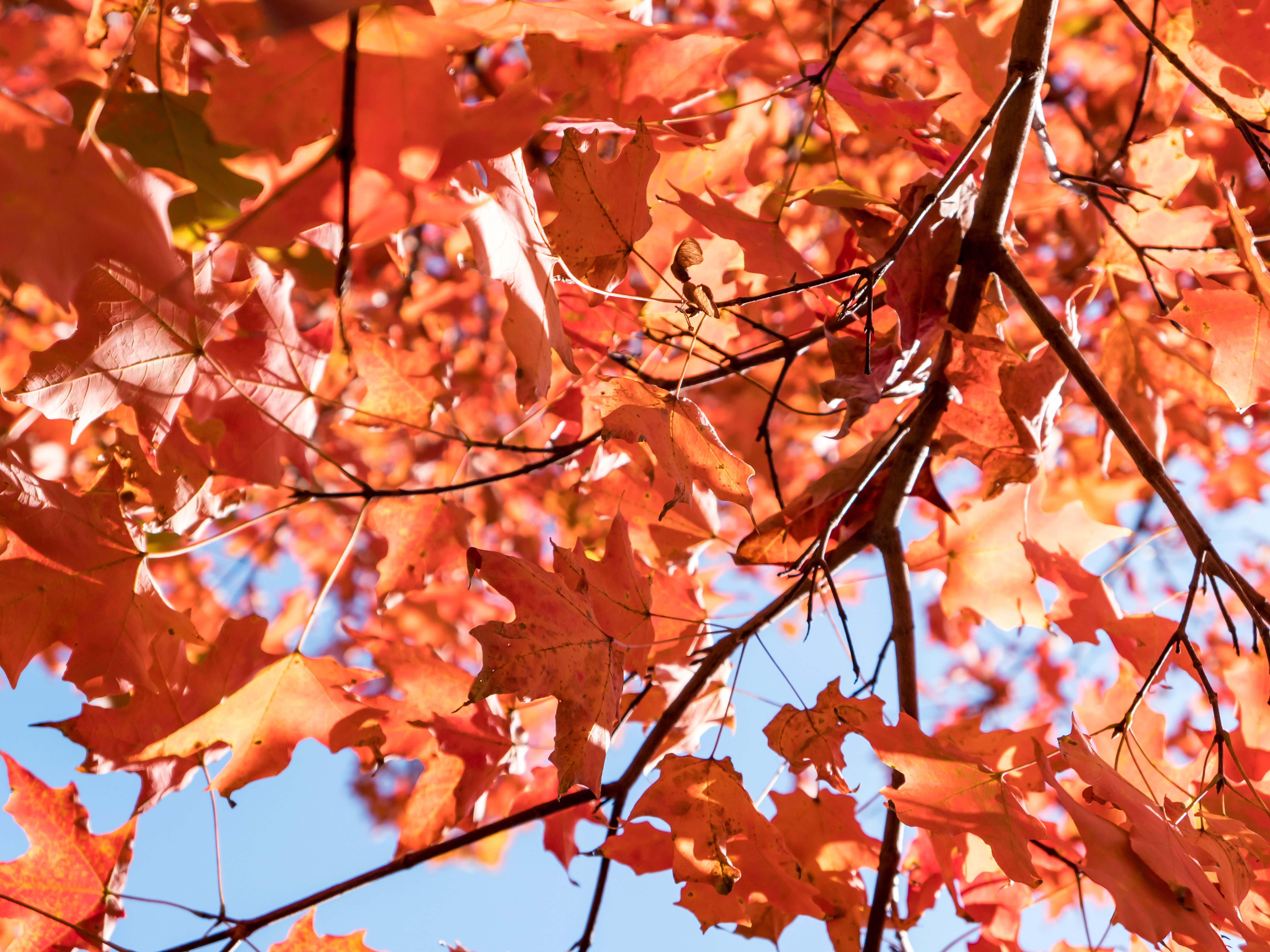Fall Leaves in Park - Free Stock Photo | FOCA Stock