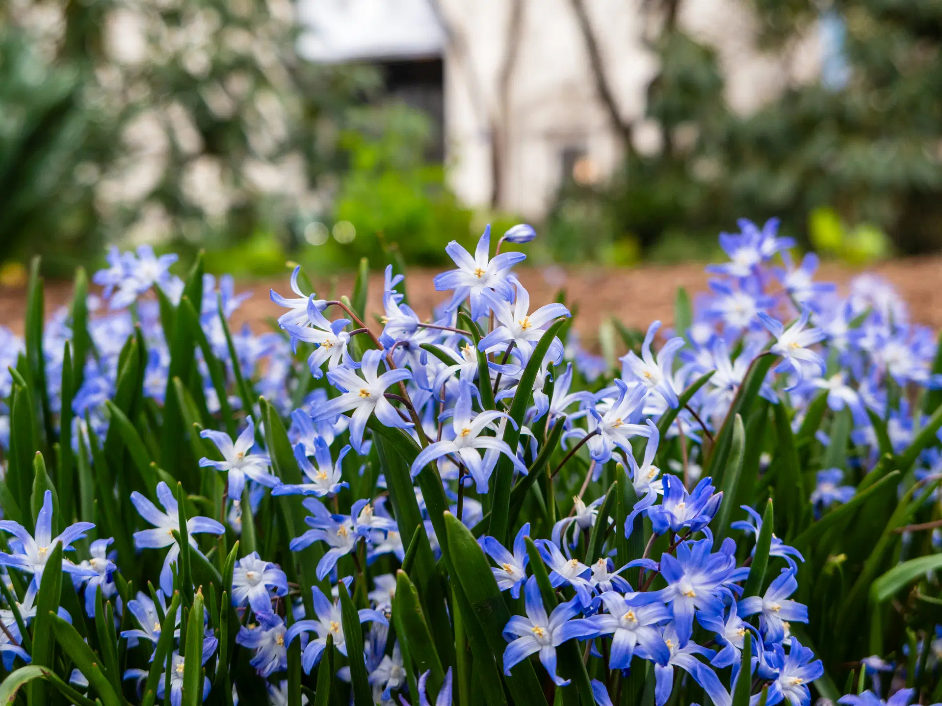 Spring Flowers Collection | FOCA Stock