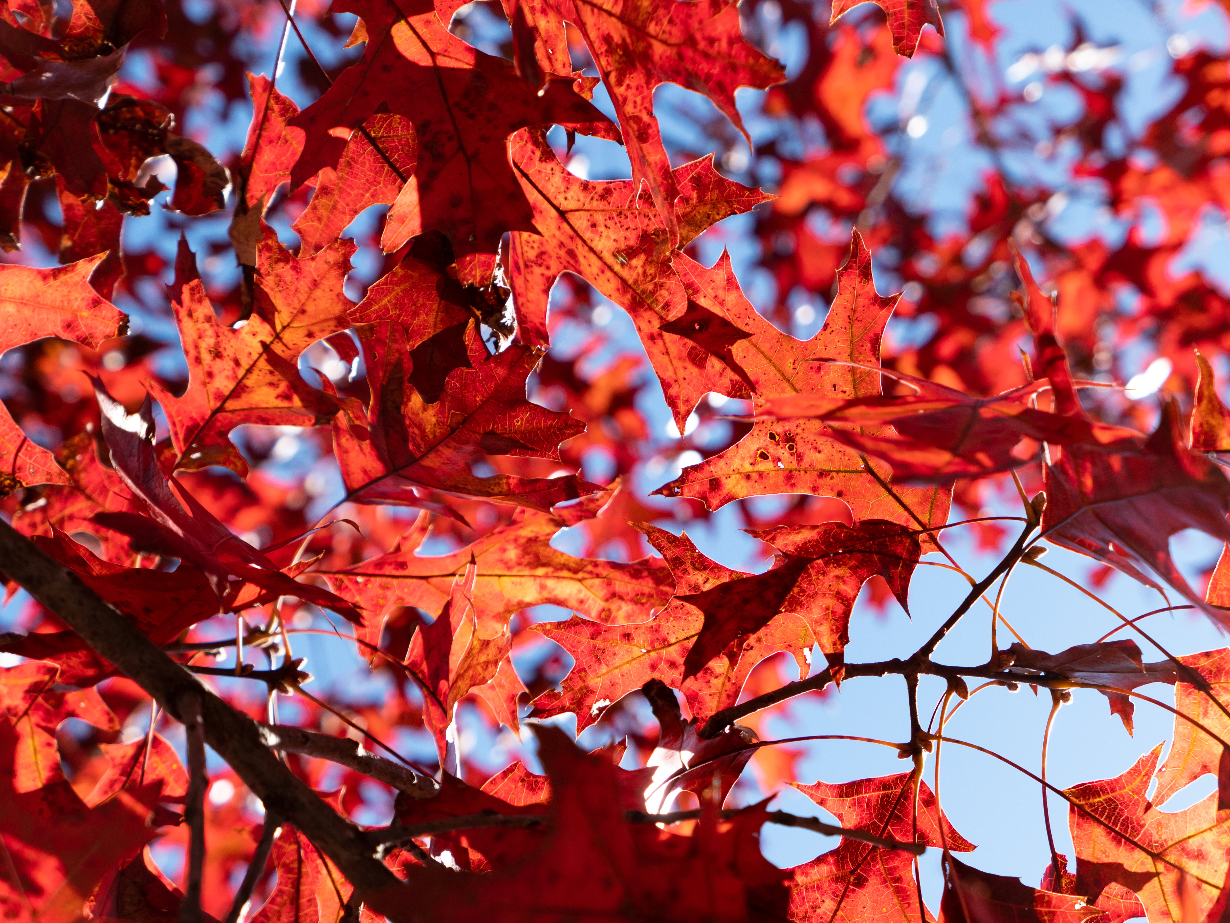 Red Fall Leaves - Free Stock Photo | FOCA Stock