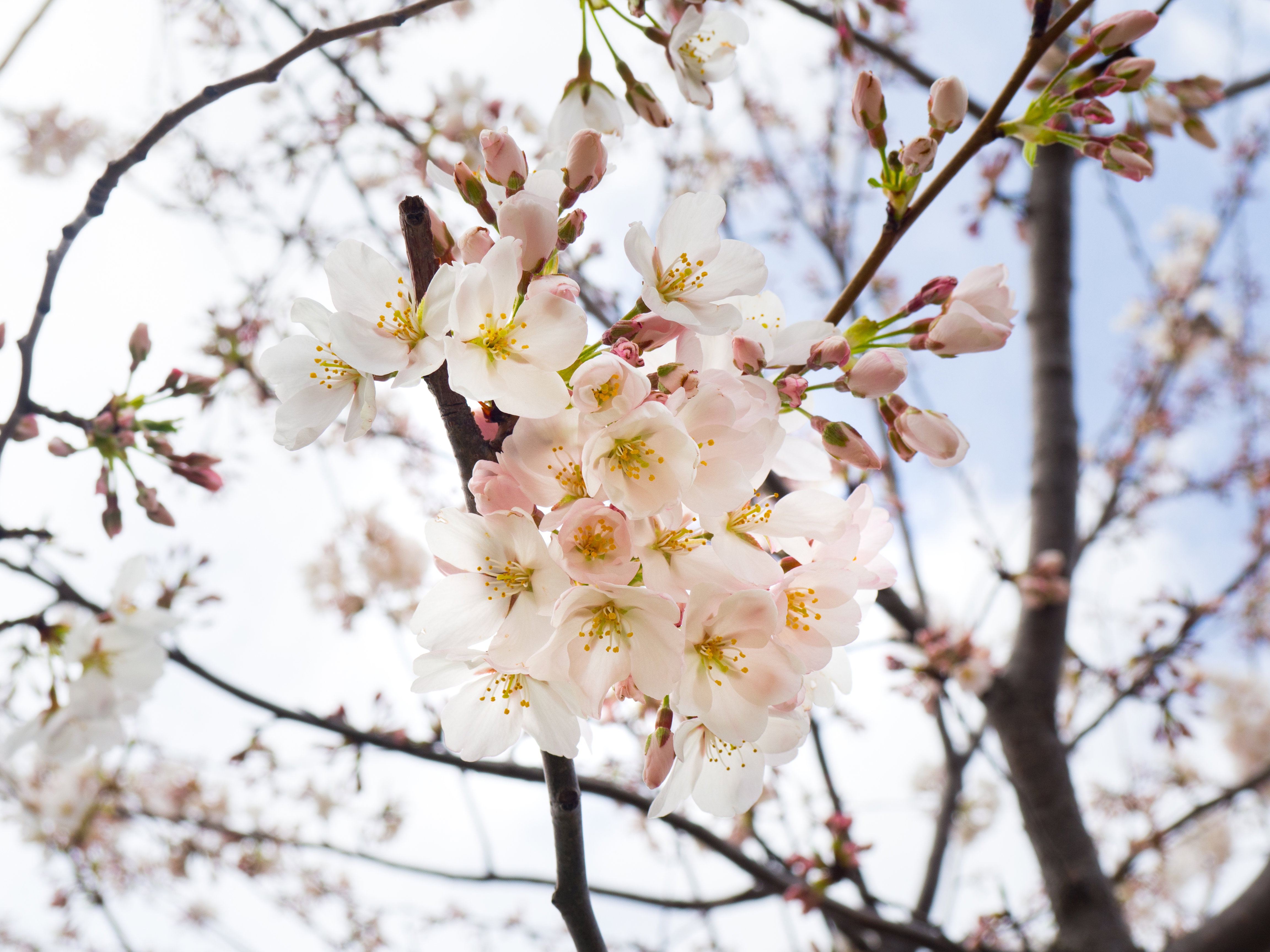 Spring Flowers - Free Stock Photo | FOCA Stock
