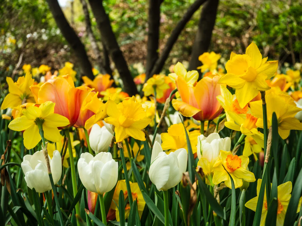 Colorful Spring Flower Garden - Free Stock Photo | FOCA Stock