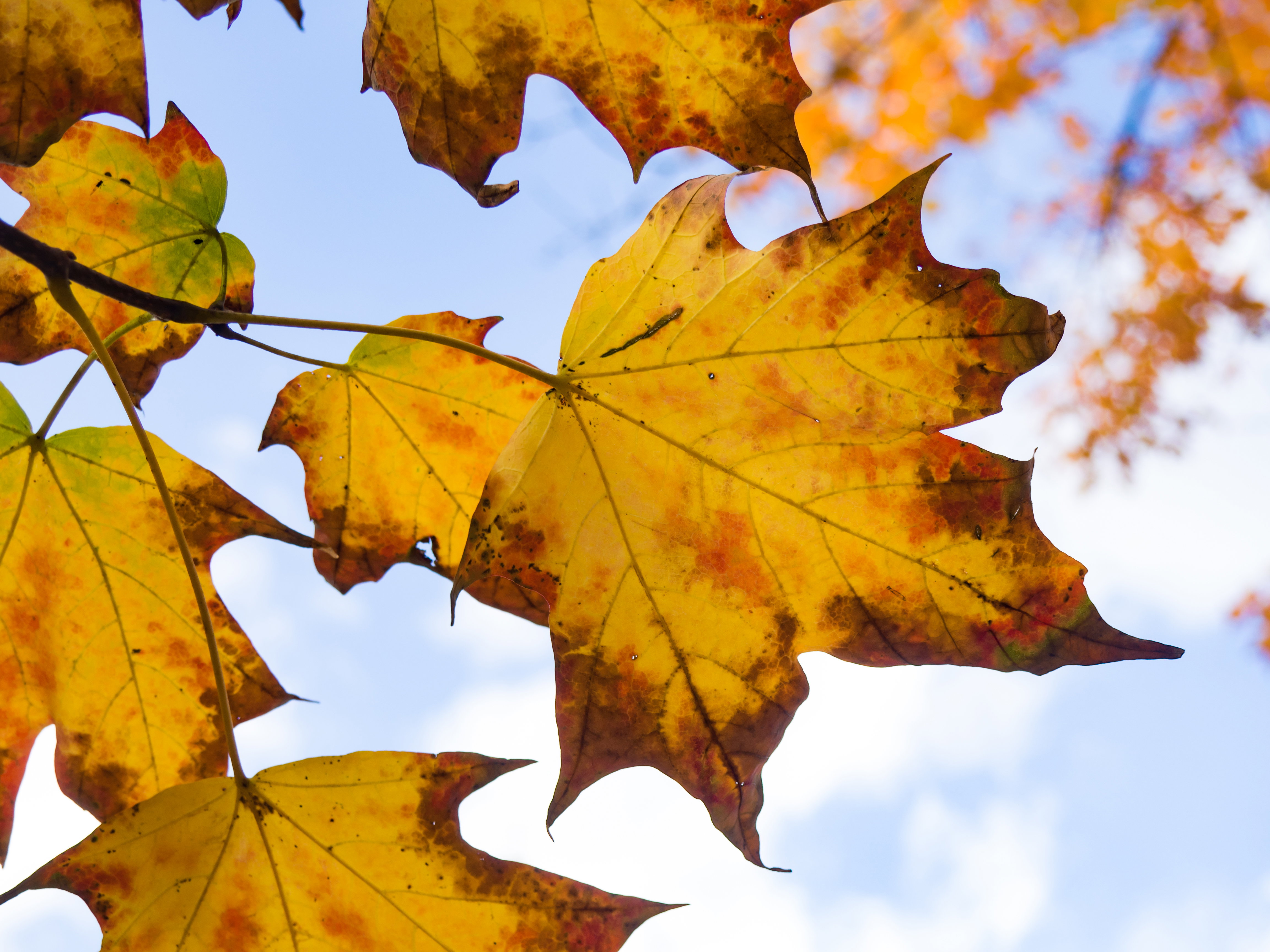 Fall Leaves - Free Stock Photo | FOCA Stock